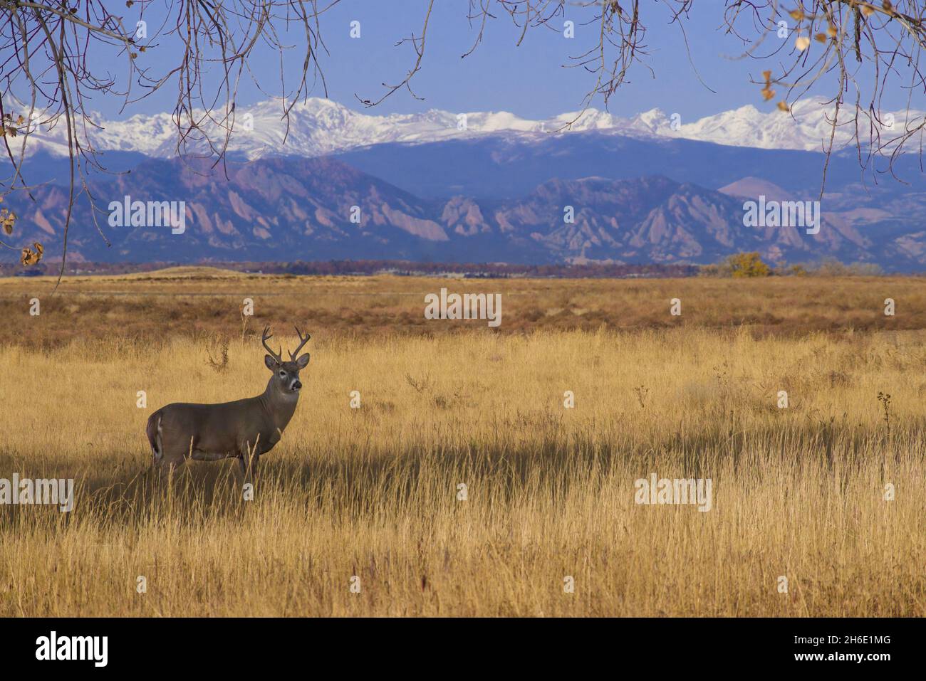 Deer Under Tree in Front of Mountains Stock Photo - Alamy