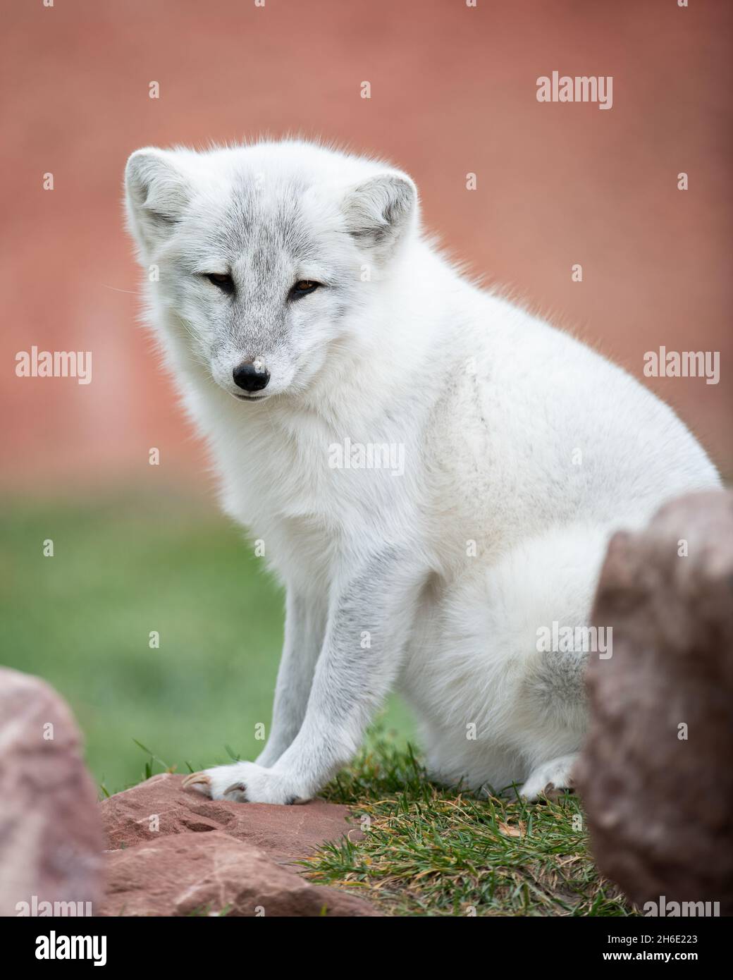 Young Arctic fox closeup portrait standing next to rock Stock Photo - Alamy
