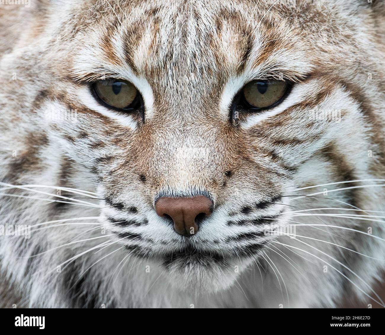 Extreme bobcat closeup portrait fills the frame Stock Photo - Alamy