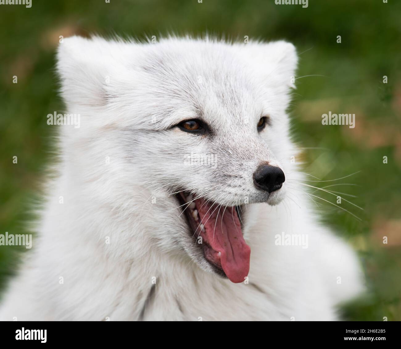 Fox mouth open hi-res stock photography and images - Alamy