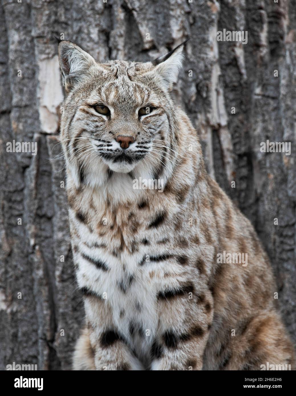 Bobcat closeup portrait against tree bark Stock Photo - Alamy
