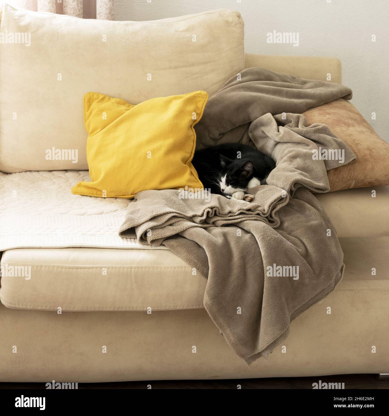 Sleeping cat on a sofa. Cozy stylish living room interior of modern ...