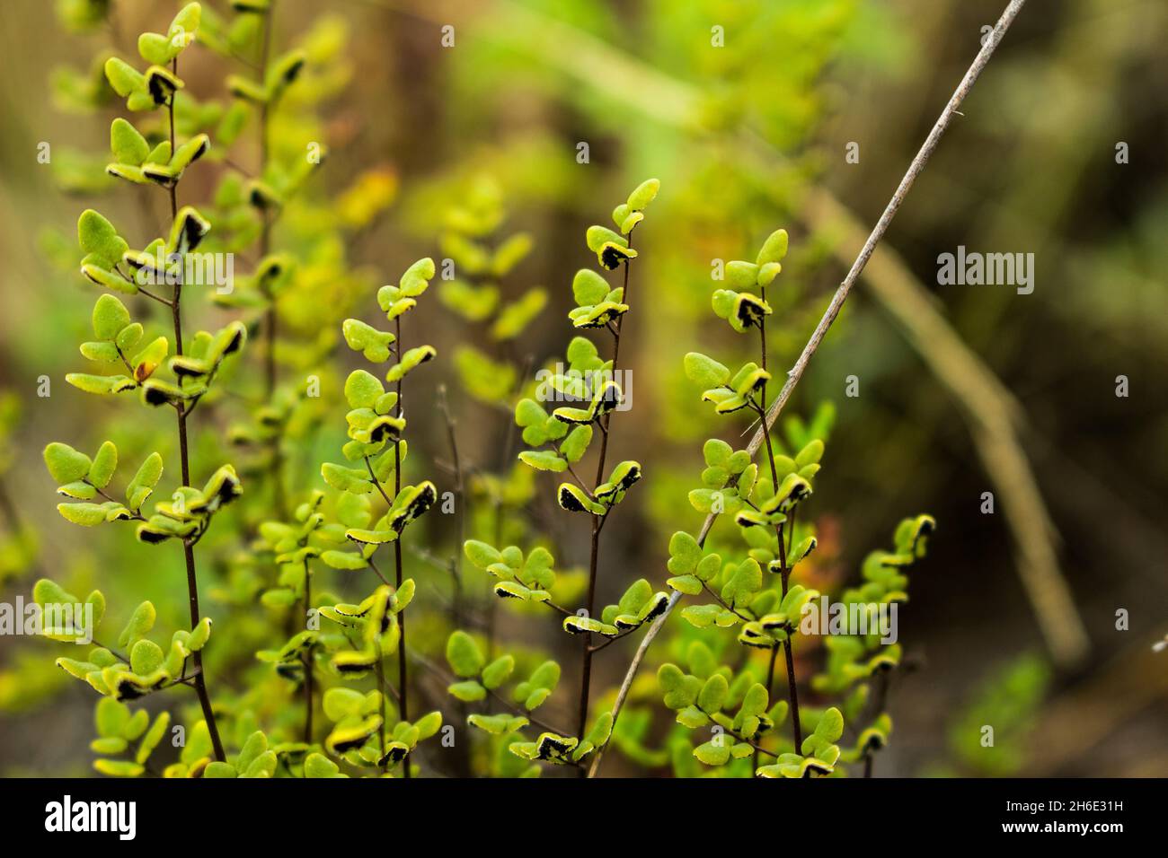 Fresh green foliage hi-res stock photography and images - Alamy