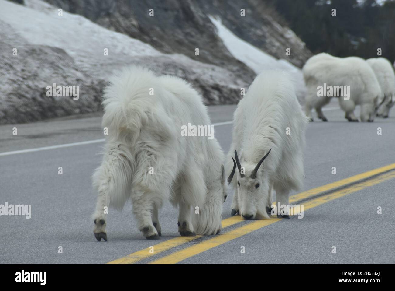 Mountain Goats licking salt off of a road Stock Photo - Alamy