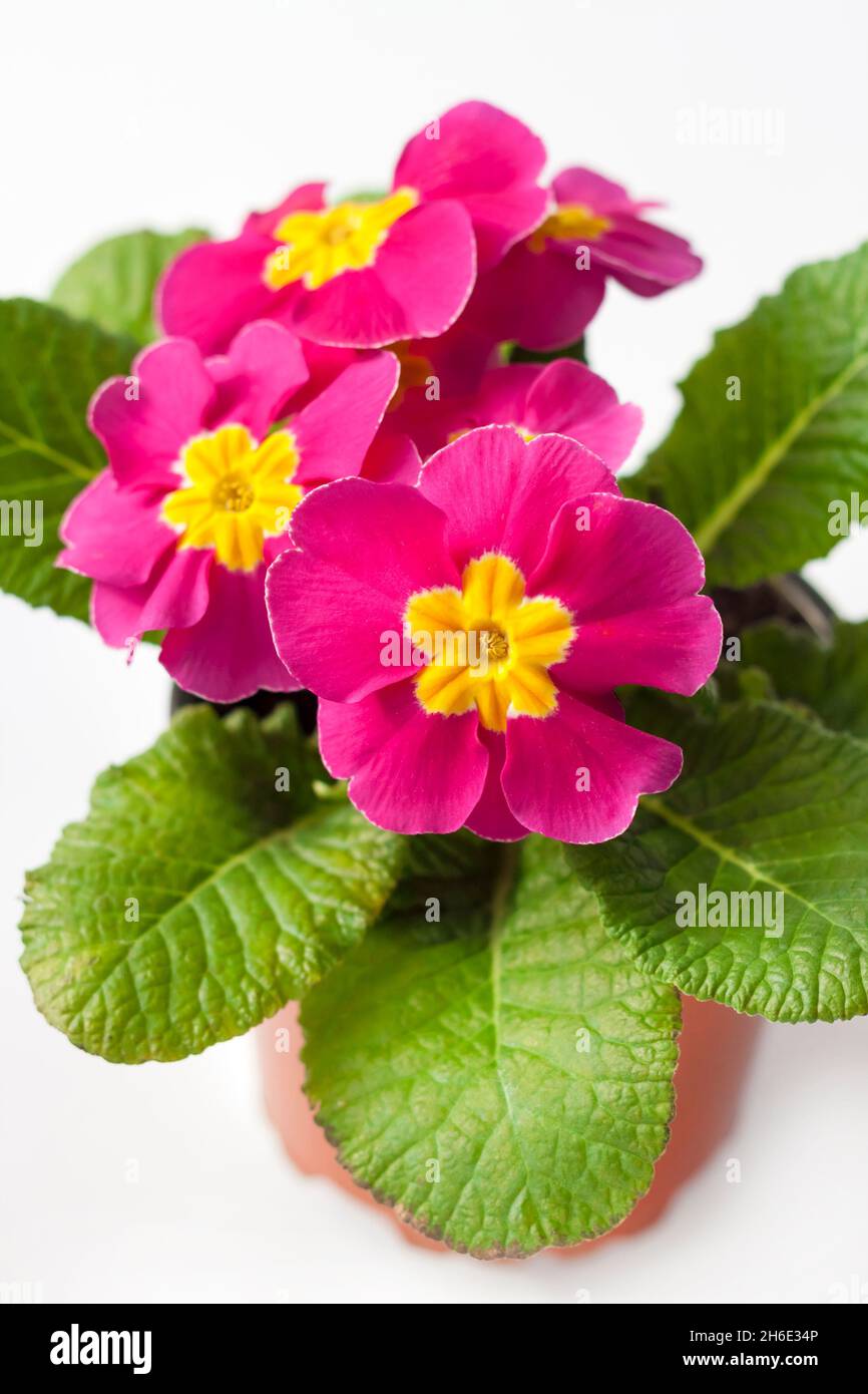 Pink primrose (Primula) flower in flowerpot on white background Stock ...
