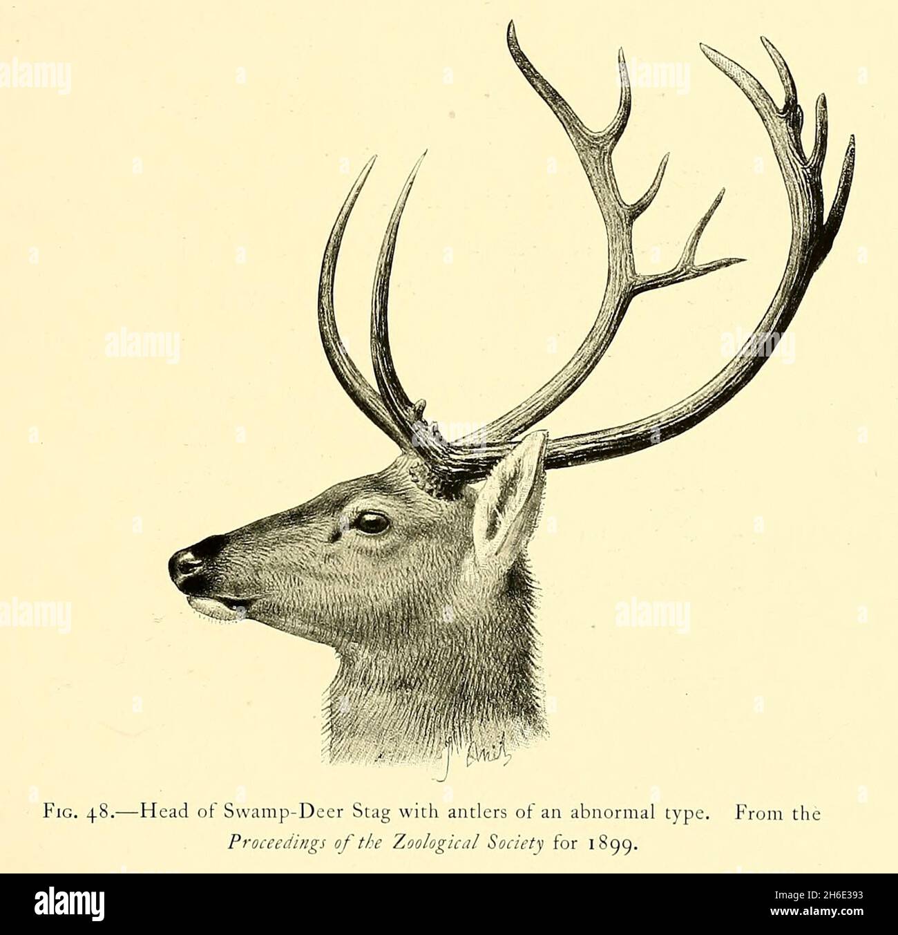 how to draw barasingha