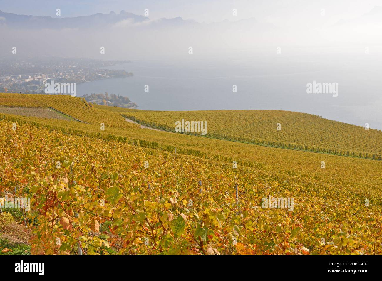 Vineyards by Lake Geneva in the UNESCO listed area of Lavaux with the ...