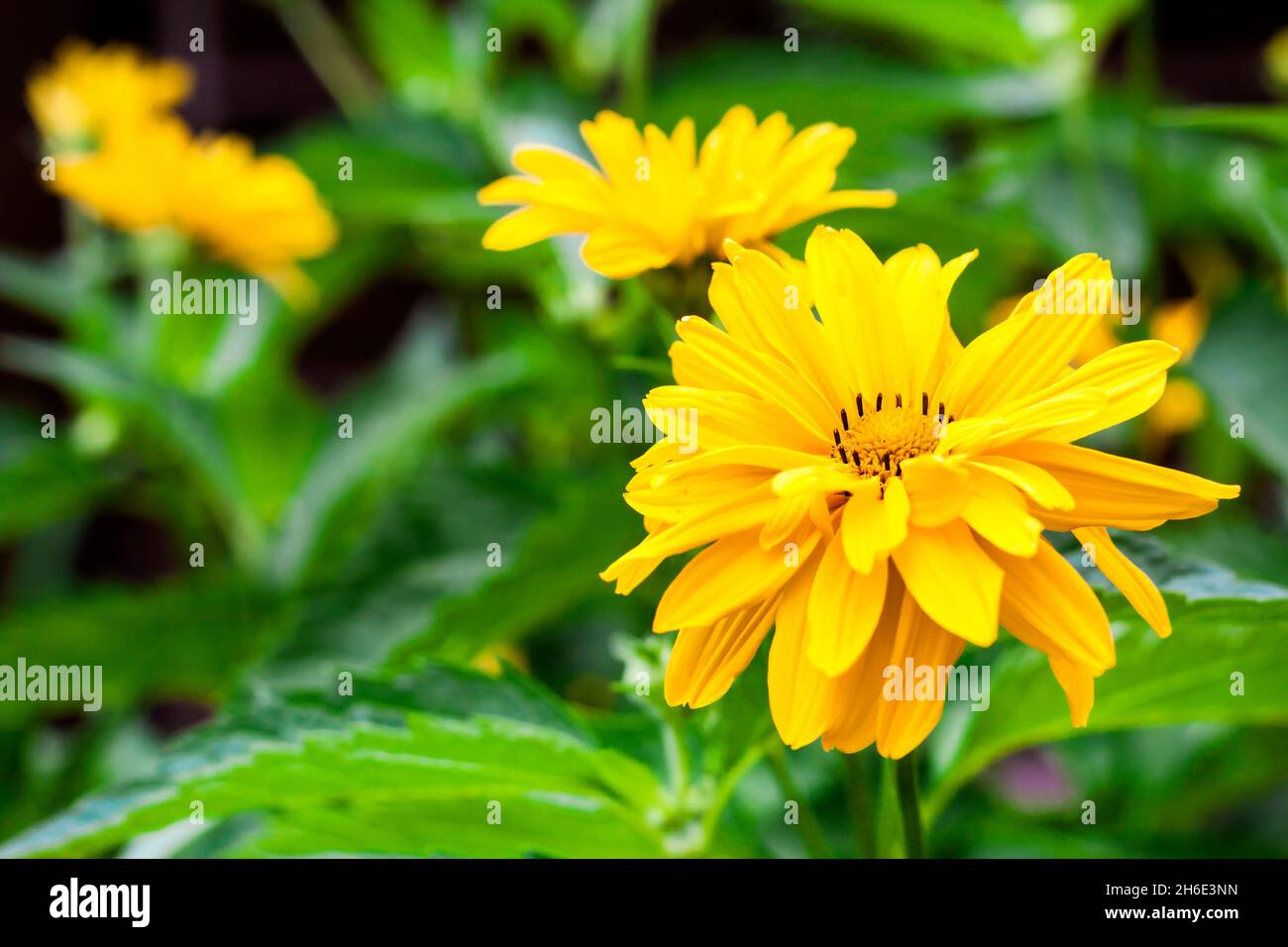 Heliopsis flowers hi-res stock photography and images - Alamy