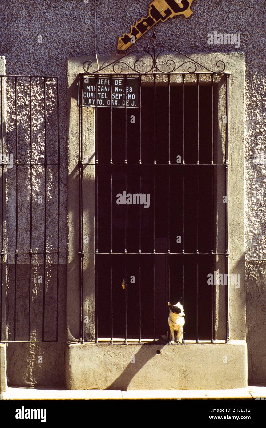 guard dog in window gate of building Mexico Stock Photo - Alamy
