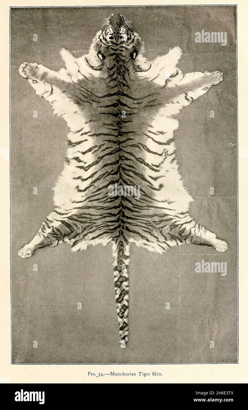 Tiger skins hi-res stock photography and images - Alamy