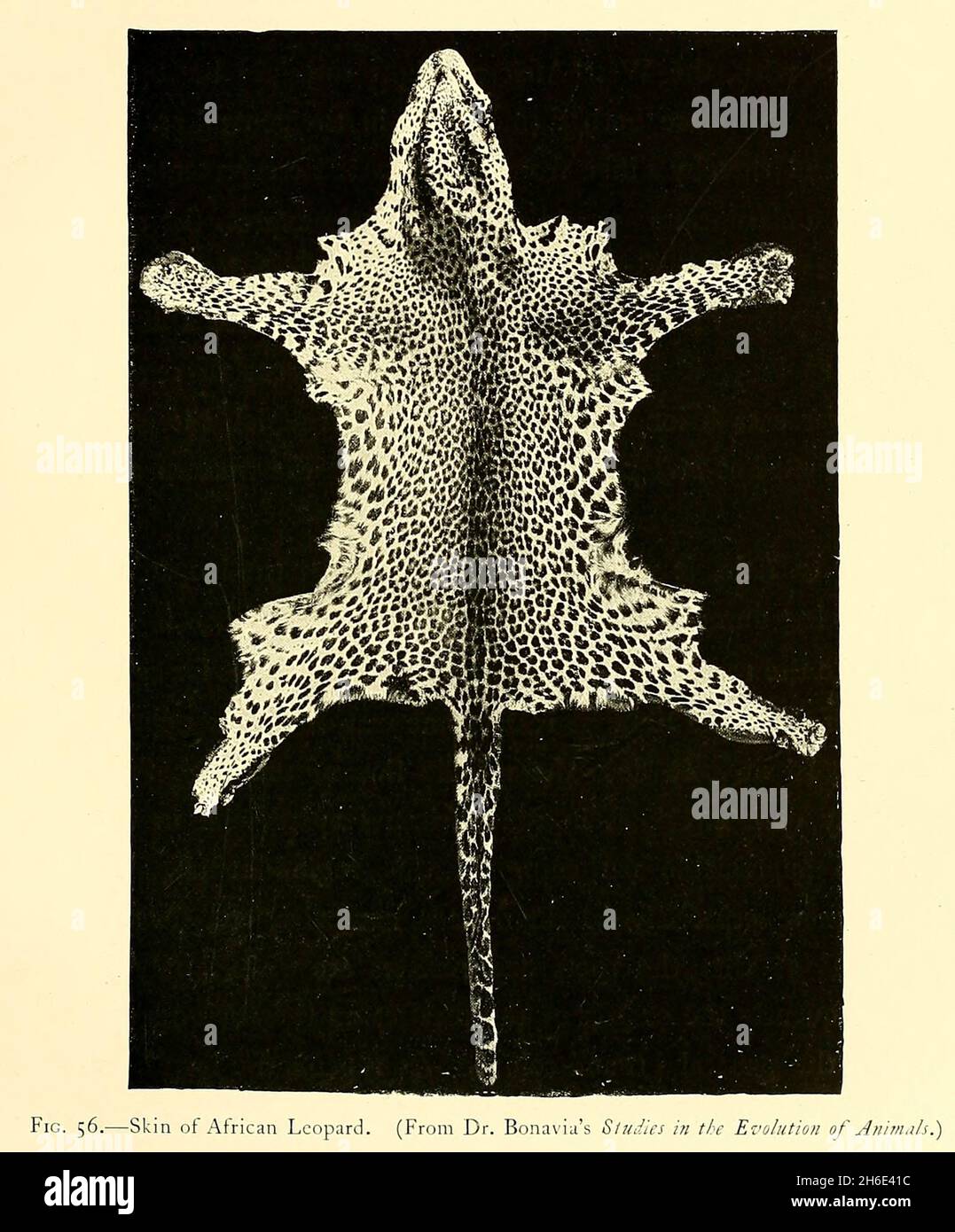 Leopard skins hi-res stock photography and images - Alamy