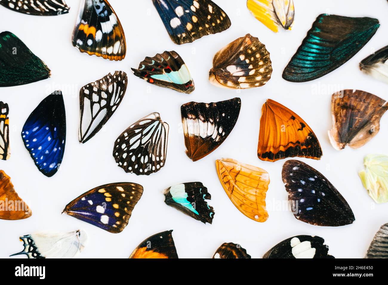 Colorful dried butterflies wings on a white background Stock Photo - Alamy