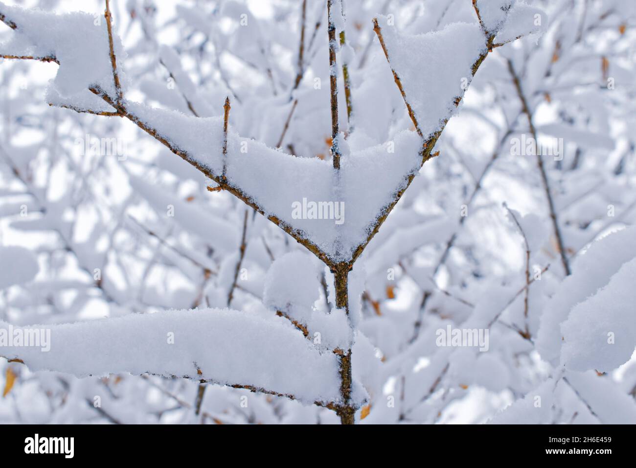 Snow heavy branches hi-res stock photography and images - Alamy