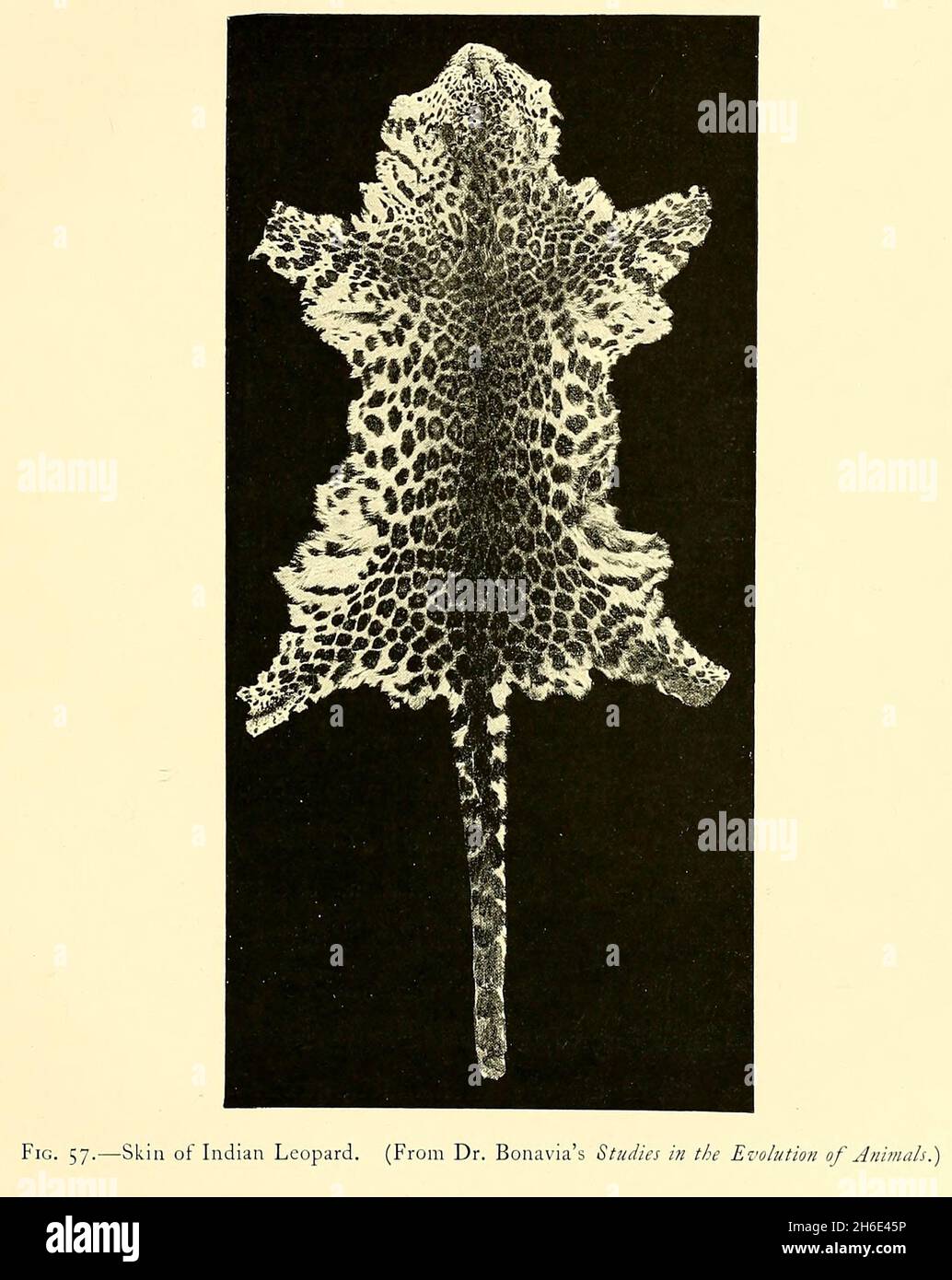 Leopard skins hi-res stock photography and images - Alamy