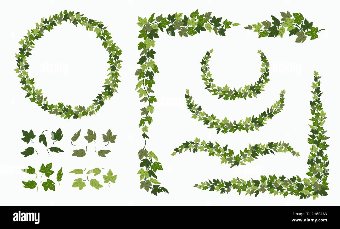 Ivy vector vines and wreaths, and decorative elements made of green ...