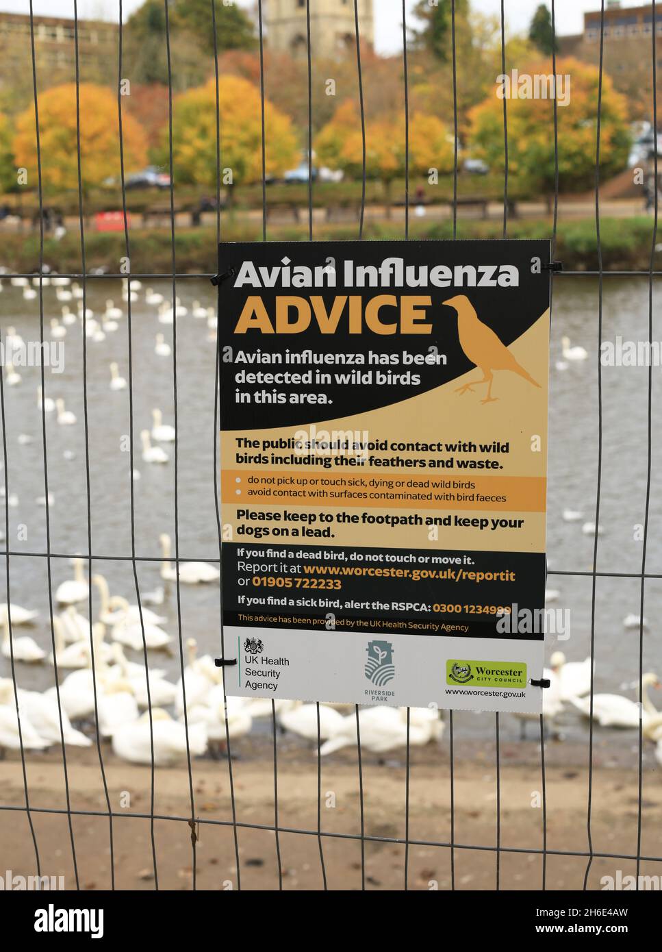 Avian flu warning sign on the river Severn in Worcester, England, UK ...