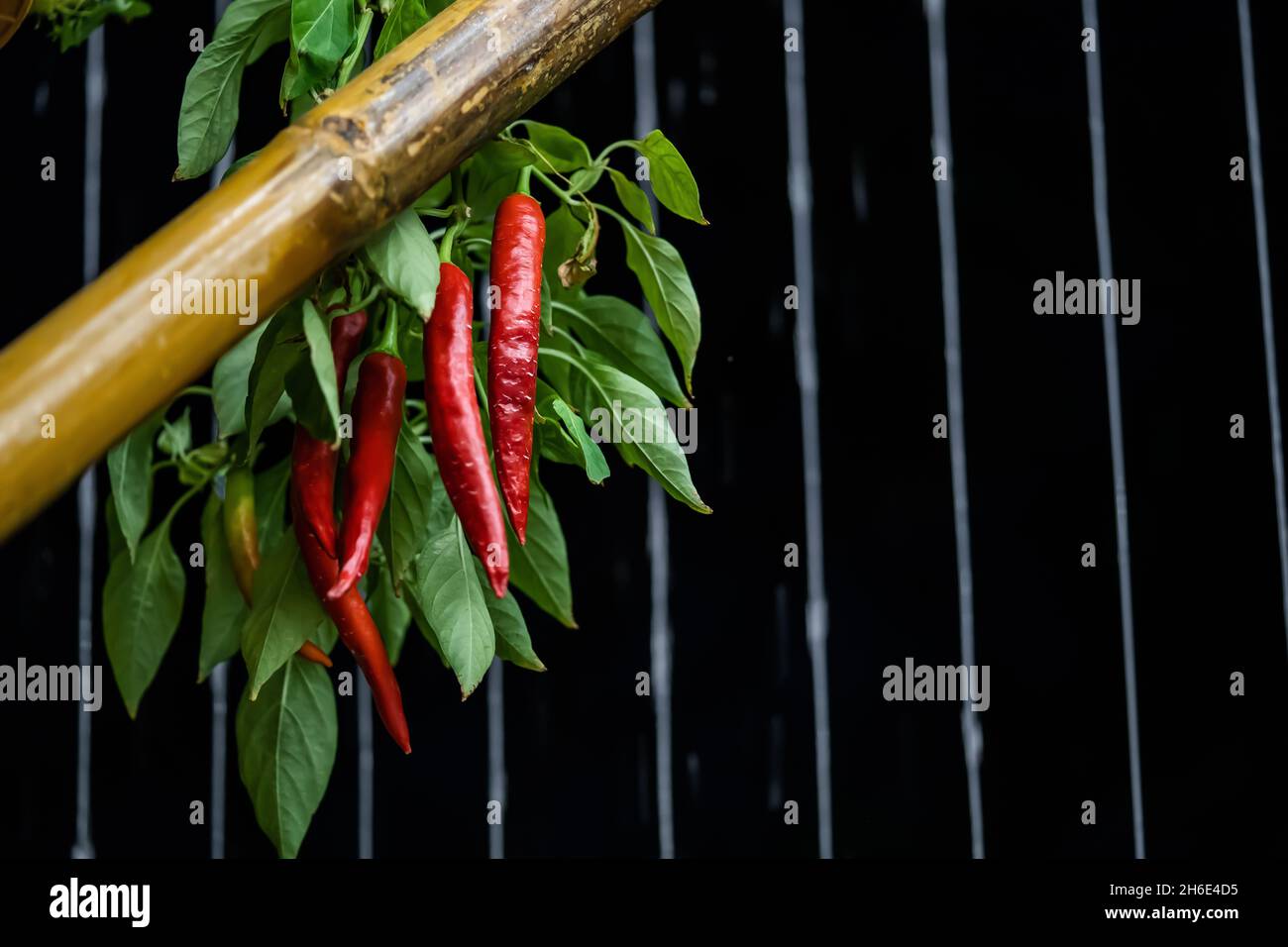 Chili Tree decoration in the beautiful gaden at night Stock Photo - Alamy