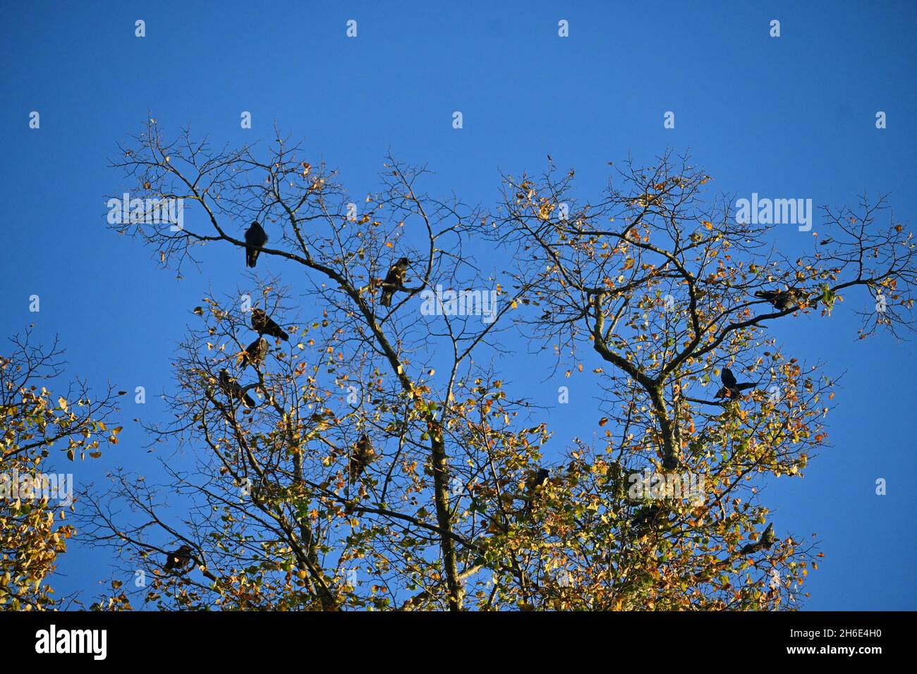 Tree Crown with Crows Stock Photo - Alamy