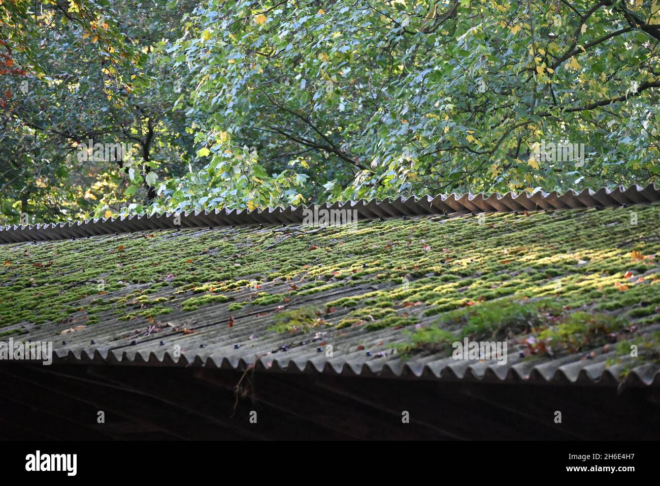 Old roof moos hi-res stock photography and images - Alamy