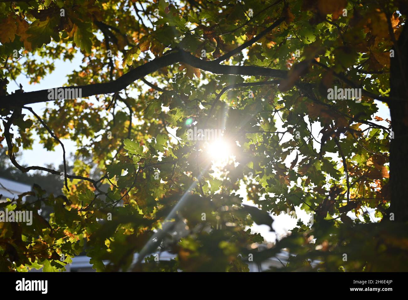 Sunshine trough Autumn Leaves Stock Photo - Alamy