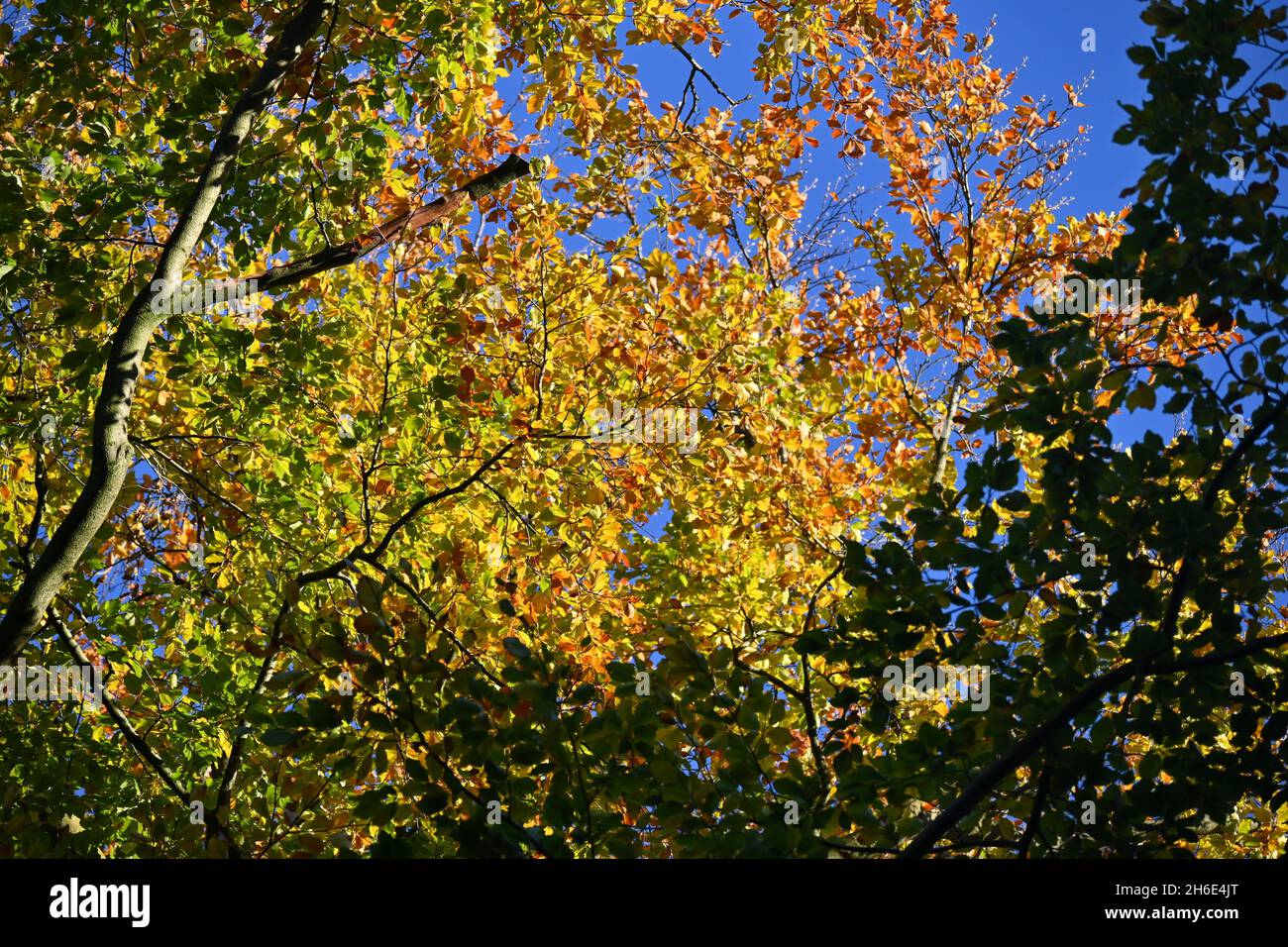 Autumn Leaves on Trees Stock Photo - Alamy