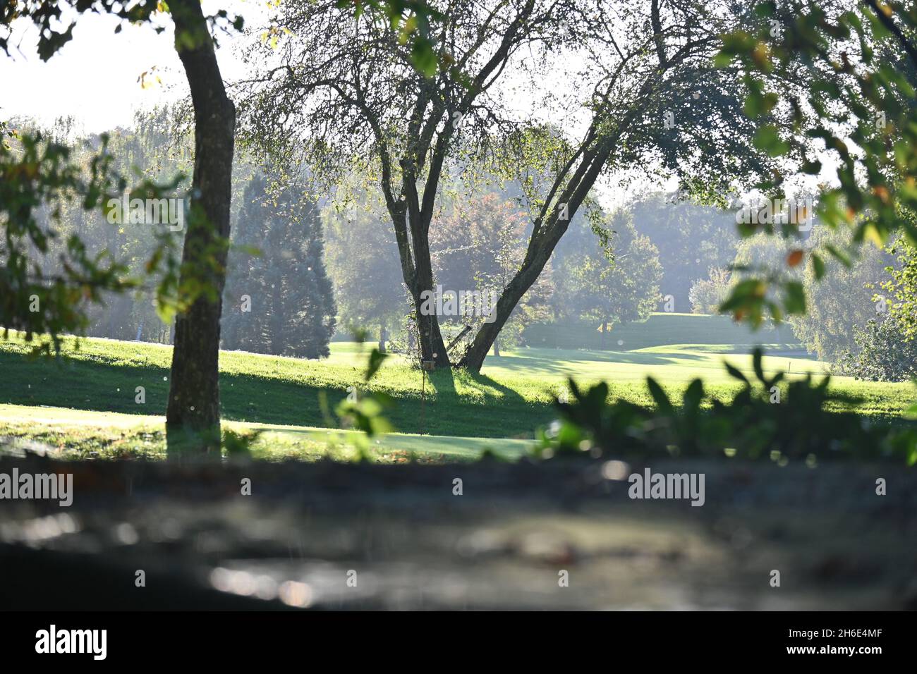 Verry Old Tree on Meadow Stock Photo - Alamy