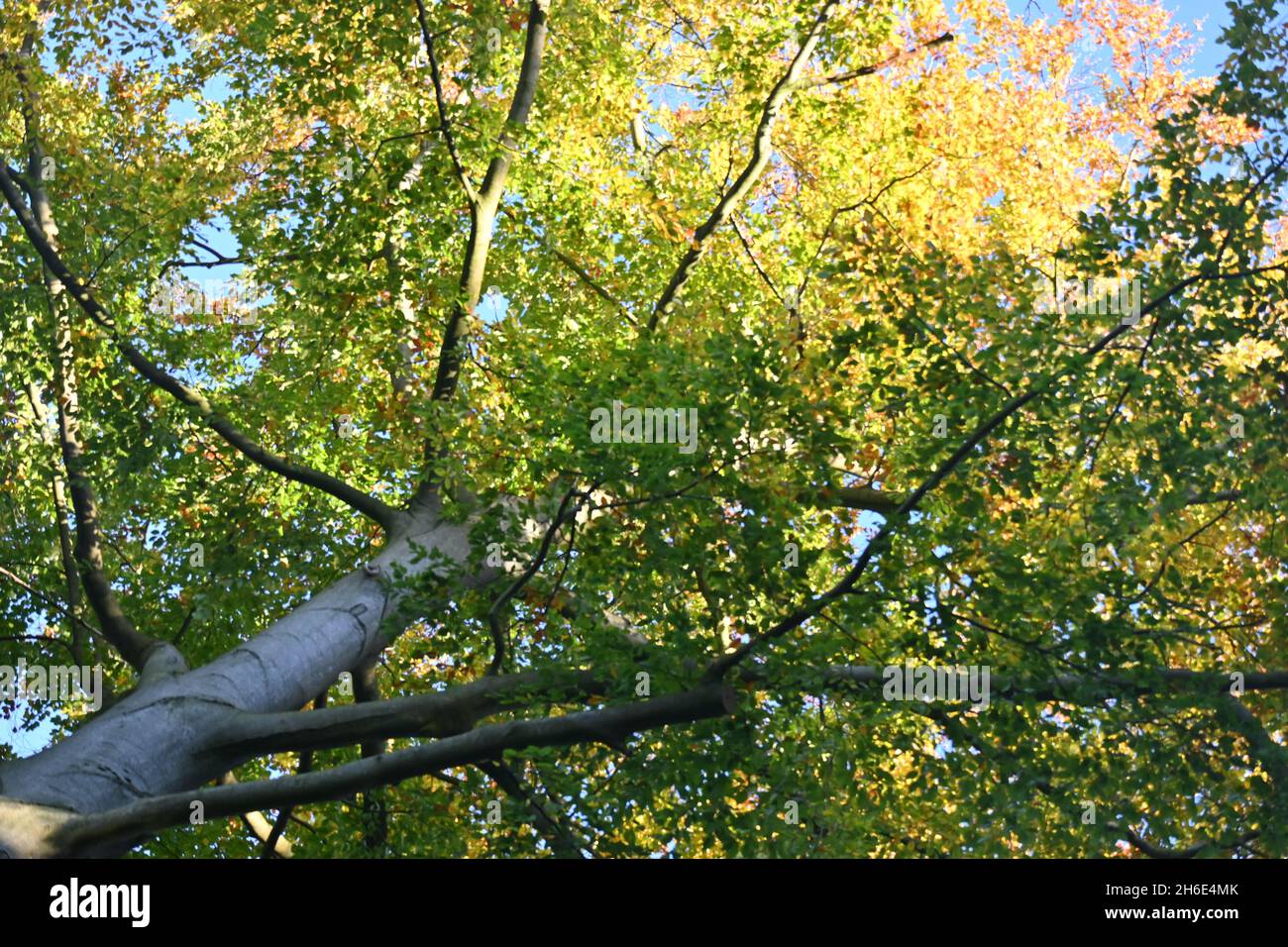 Fall Foliage beech tree Stock Photo - Alamy