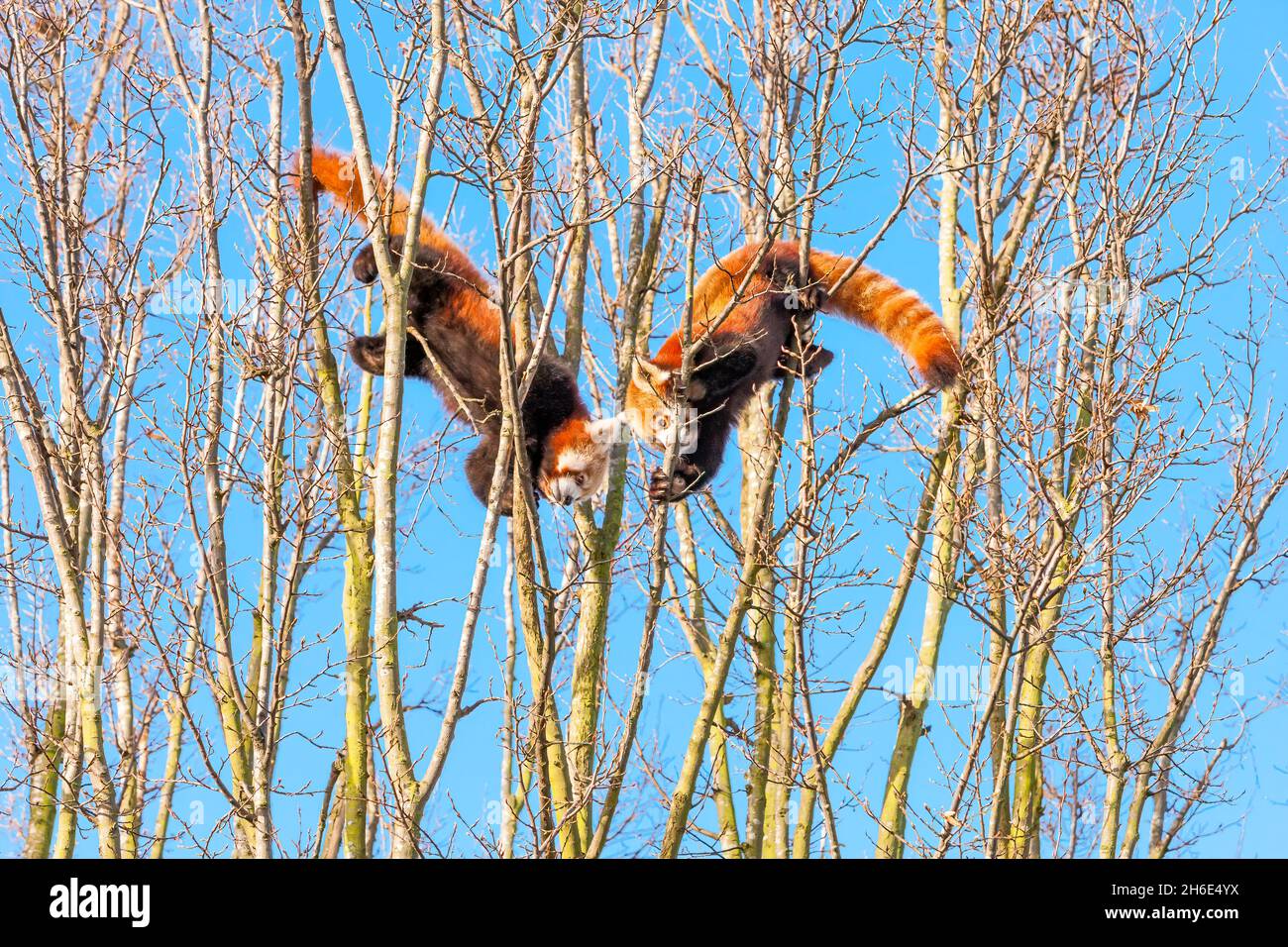 Red Panda (Ailurus fulgens) Two Red Pandas together in a Tree Stock ...
