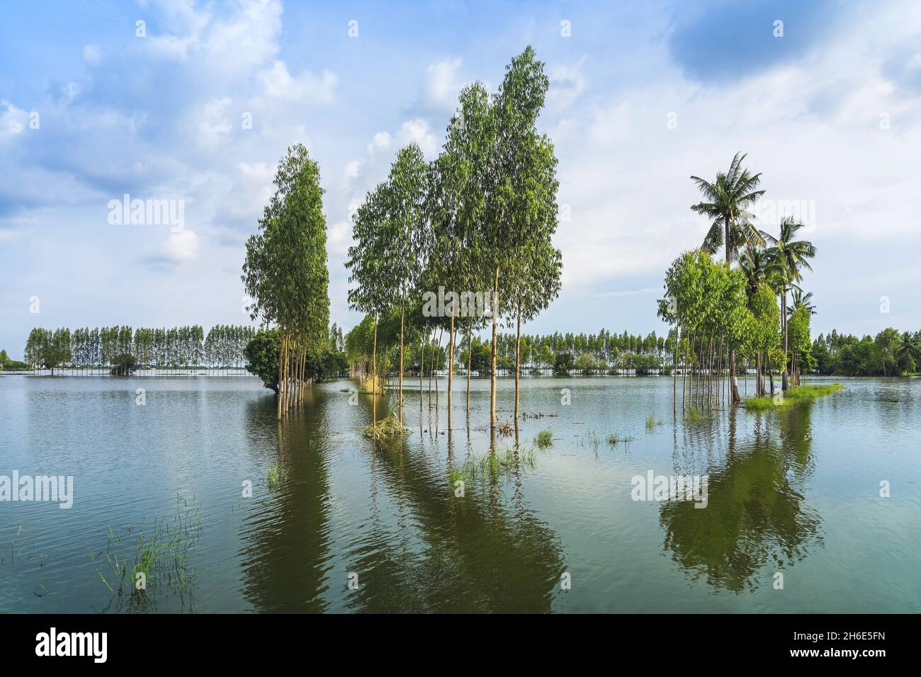 Scenic view of traditional flooded fields like a still lake on floating ...