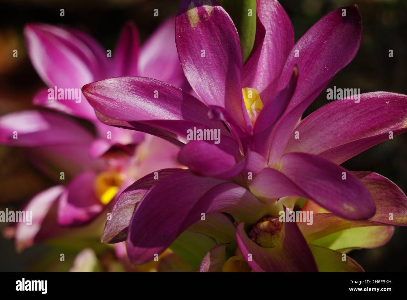 Curcuma longa flowers hi-res stock photography and images - Alamy