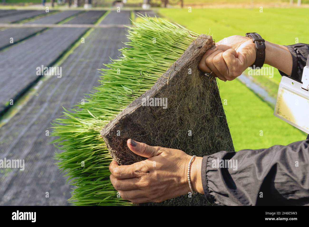 Hands of female farmer holding young rice sprout ready to grow in rice ...