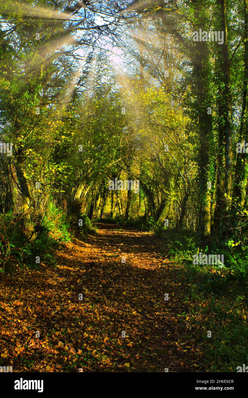 Sunlight through trees hi-res stock photography and images - Alamy