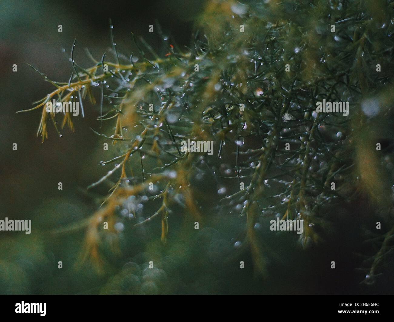 Raindrops on pine tree Stock Photo - Alamy