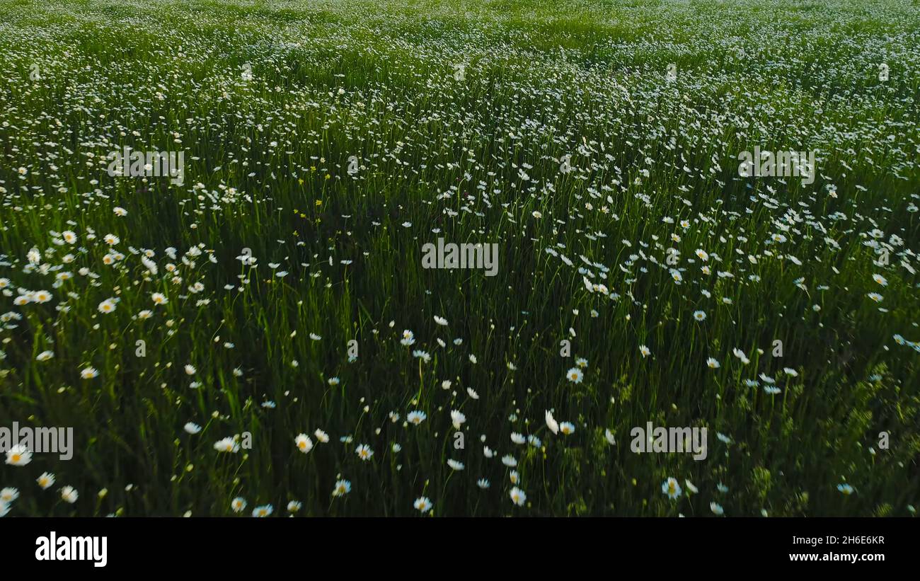 Top view of wild chamomile field. Shot. White chamomile flowers are ...