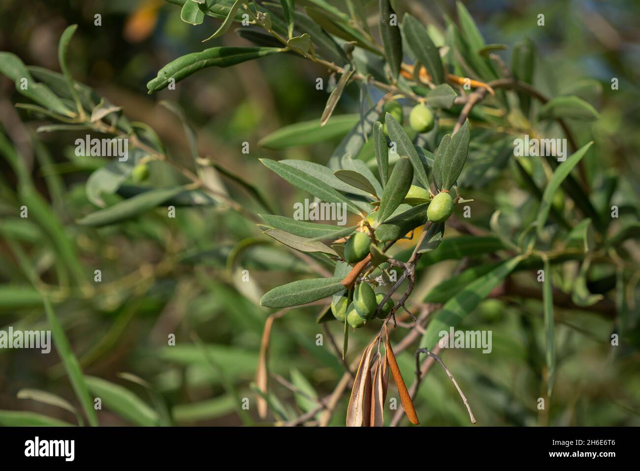 Olive branch in sunny hi-res stock photography and images - Alamy