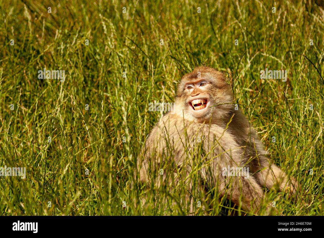 LAUGHING AND SMILING BARBARY MACAQUE MONKEY Stock Photo - Alamy