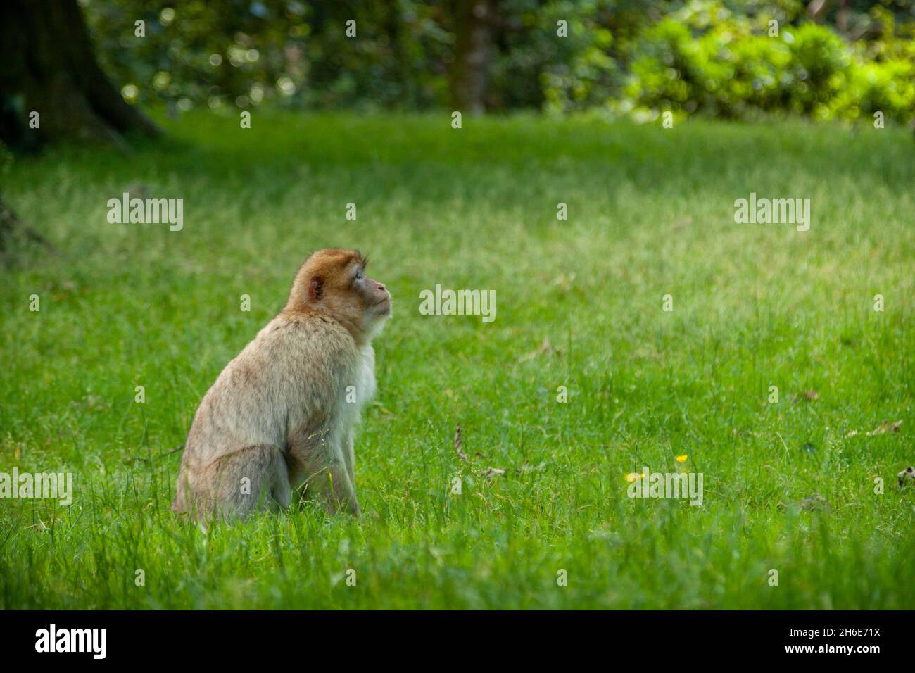 Gazing off in the distance hi-res stock photography and images - Alamy