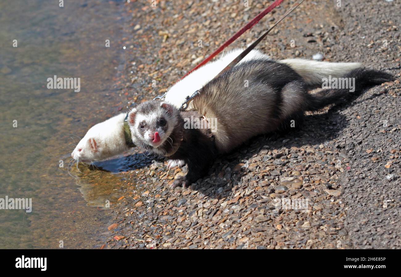 Two ferrets cool off with a drink from the Serpentine in St James park ...