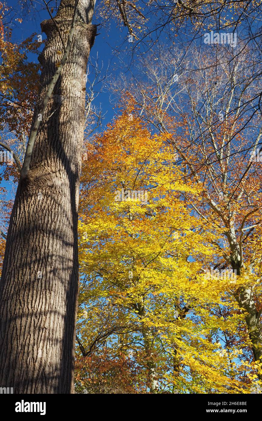 The colors change in the autumn season each year Stock Photo - Alamy