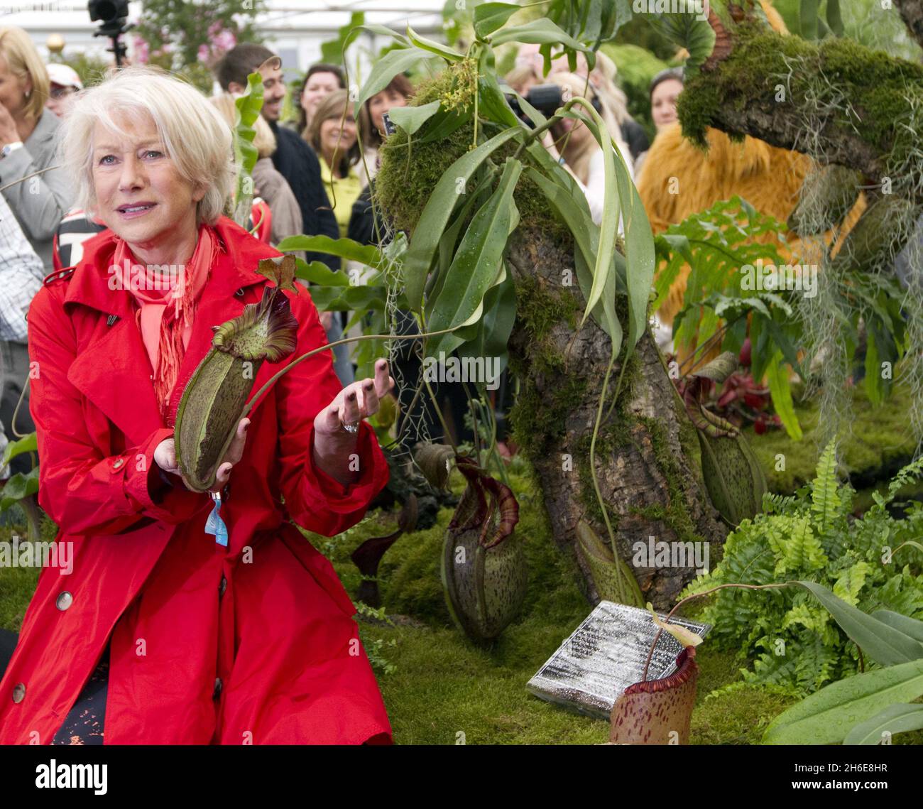 Nepenthes helen a carnivorous plant hi-res stock photography and images ...
