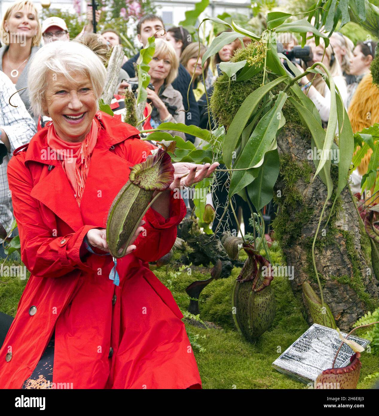 Nepenthes helen a carnivorous plant hi-res stock photography and images ...