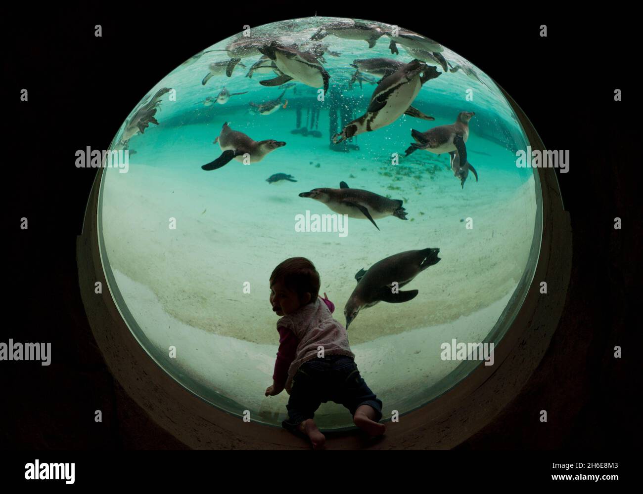 ZSL London Zoo opened England Ã•s biggest penguin pool today. The world ...