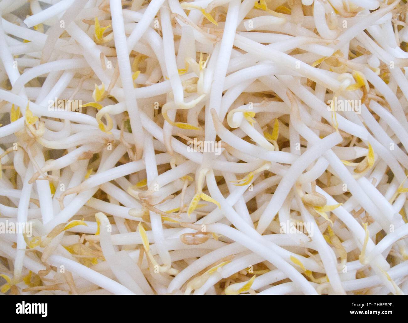 The recent outbreak of E coli has been linked to Bean sprouts that have ...