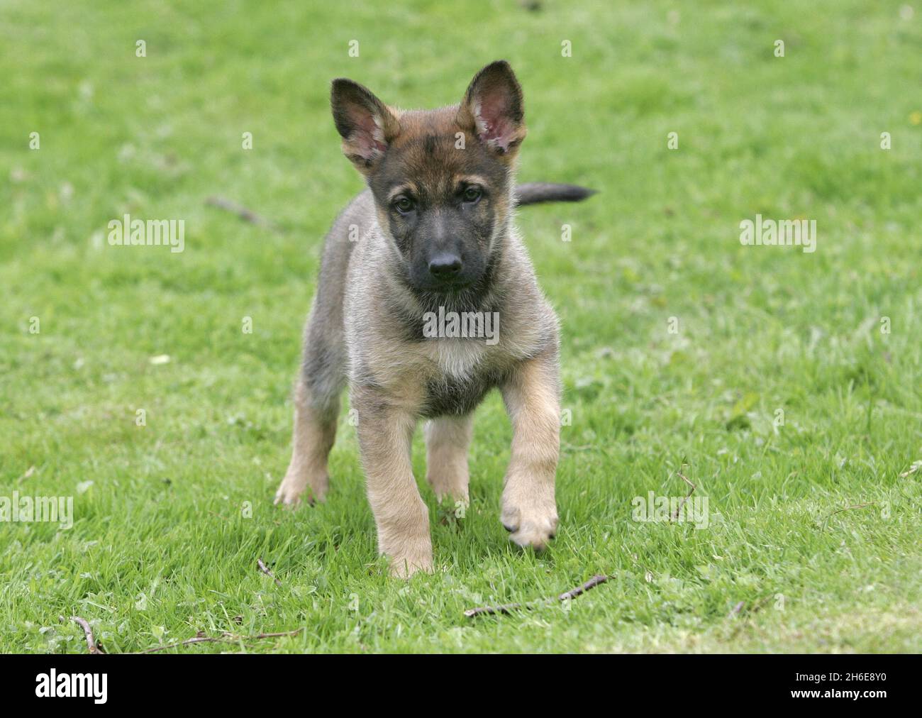 Kent police training hi-res stock photography and images - Alamy