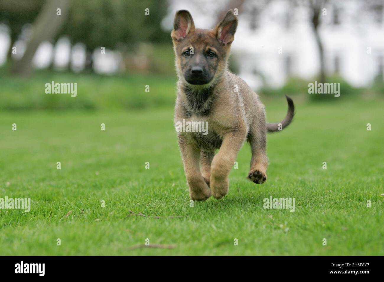 Kent police dog hi-res stock photography and images - Alamy