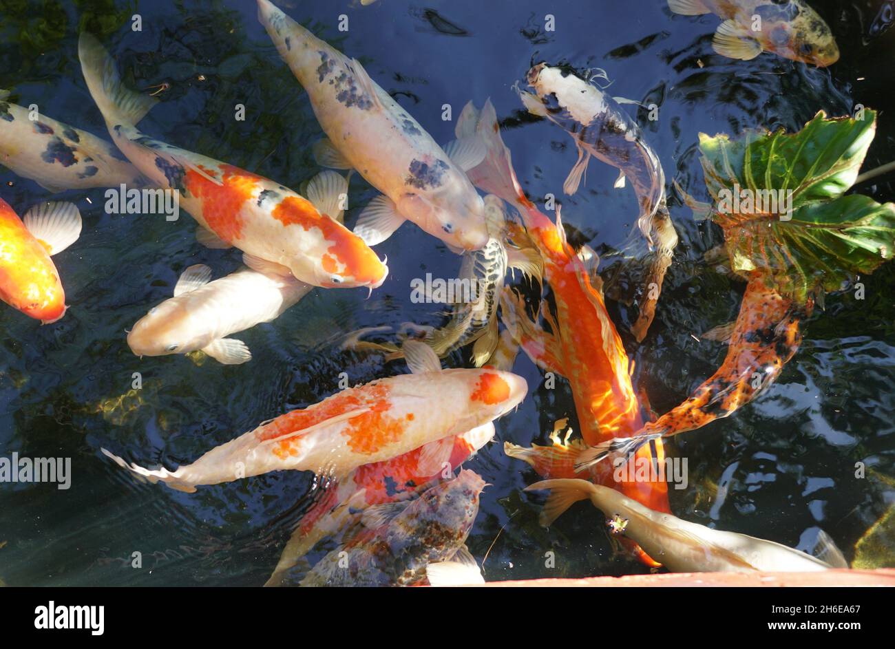 Mixed colors and shapes of koi fish on the surface of a pond Stock ...