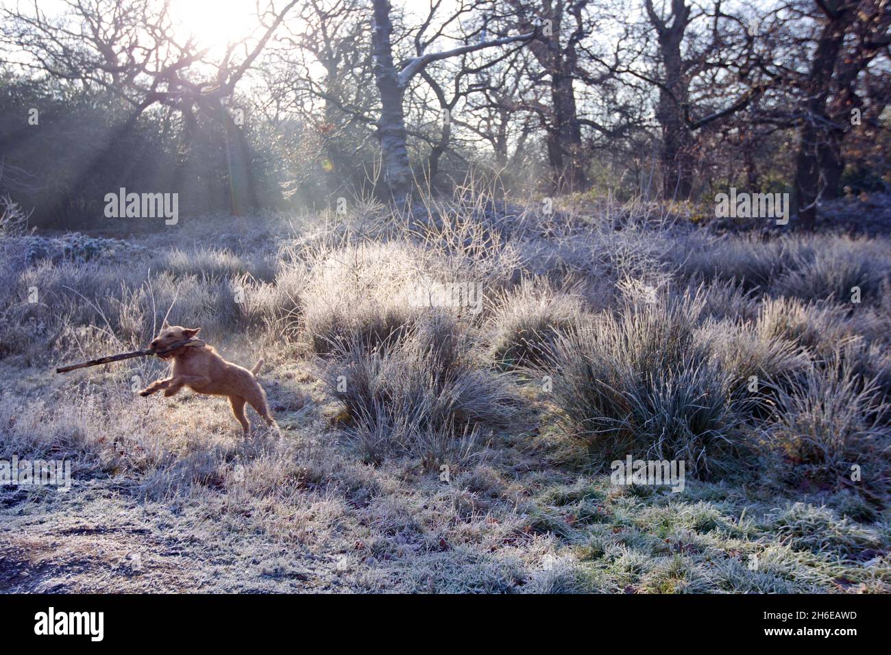 Heavy frost covers parts of East London as cold weather and frost ...