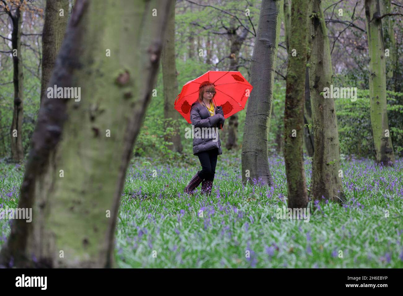 A young girl walks through the bluebells in the rain in Wanstead Park ...