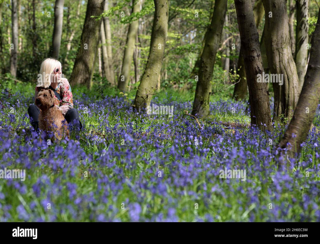Dog walkers enjoy the bluebells in Wanstead Park in East London this ...
