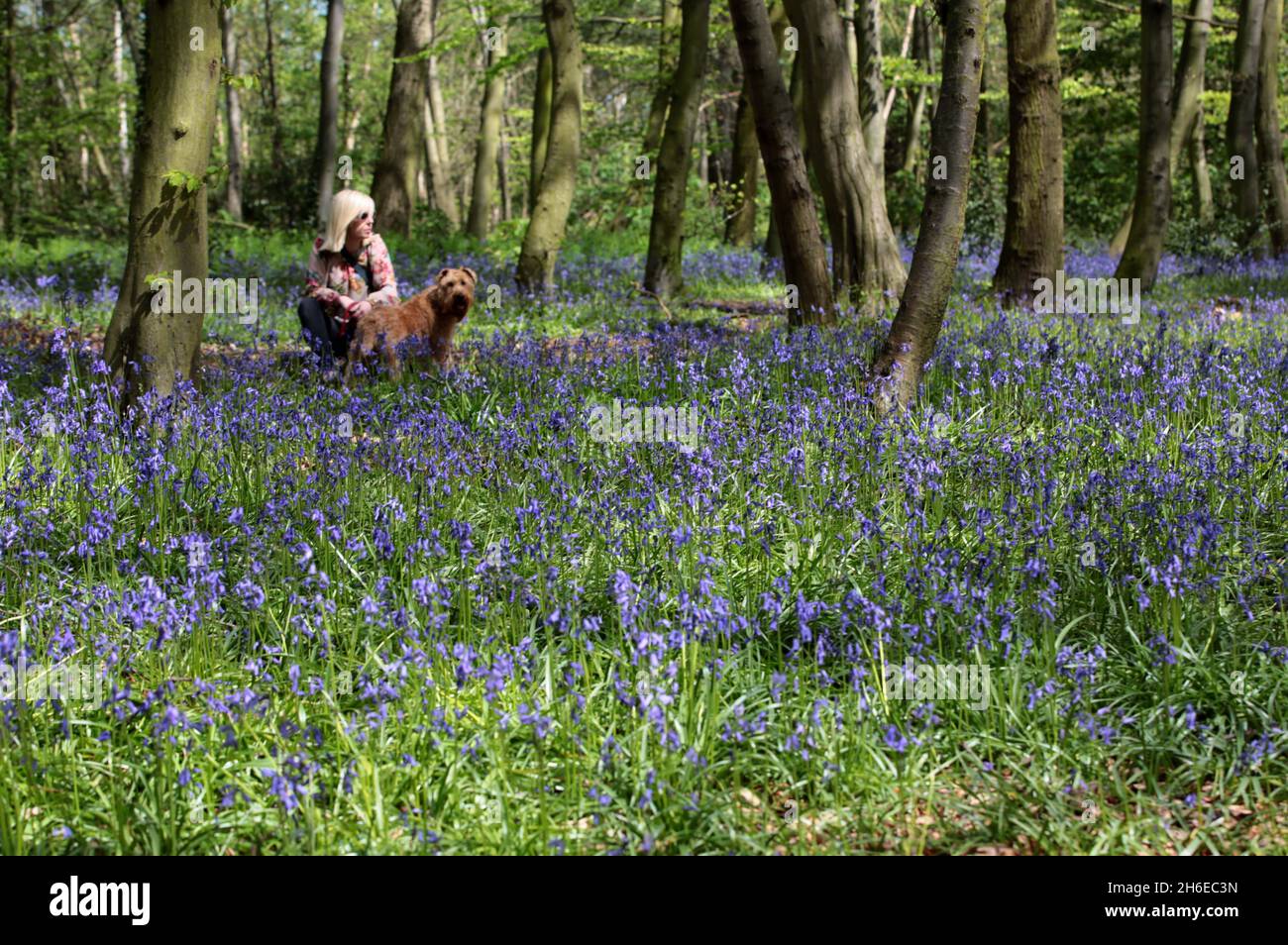 Dog walkers enjoy the bluebells in Wanstead Park in East London this ...